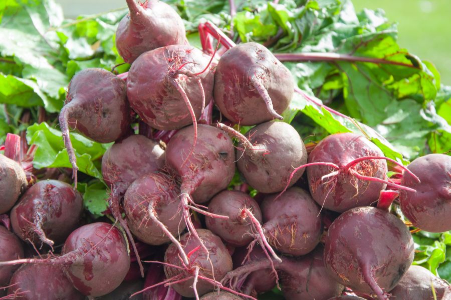 How to Grow Beets | LUSH & DEW
