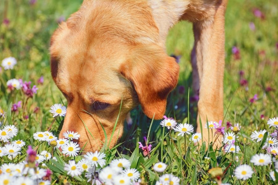 Pet-Friendly Gardening: 12 Pet-Safe Flowers for Your Garden – LUSH & DEW