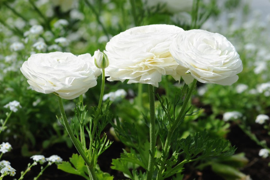 How to Grow Ranunculus | LUSH & DEW