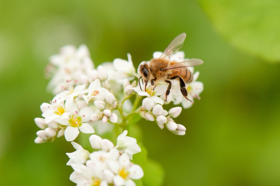 Pollinator Garden: How to Make a Bee-Friendly Garden | LUSH & DEW