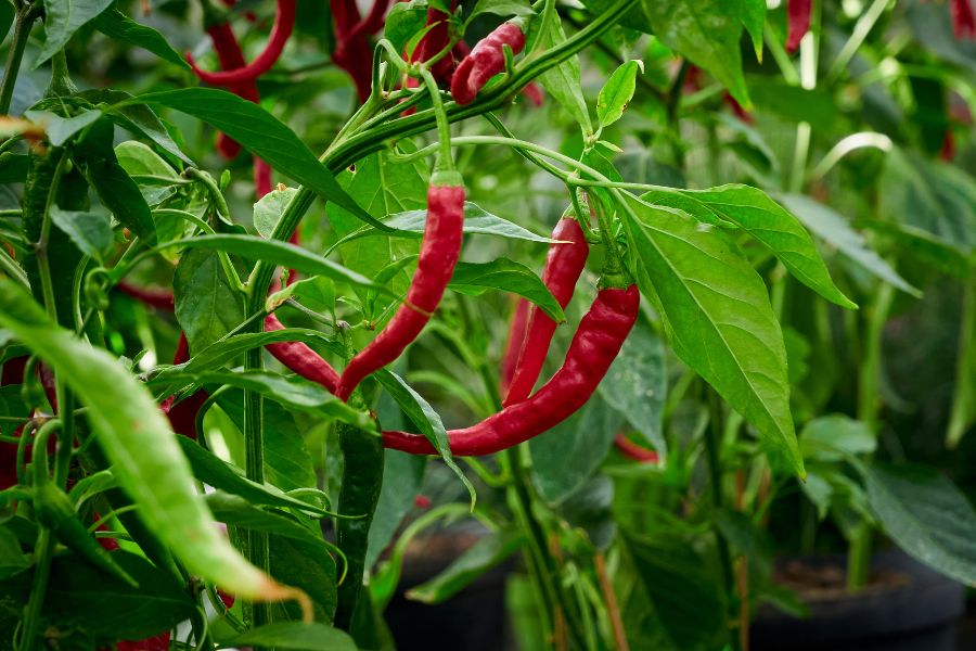 How to Grow Peppers | LUSH & DEW
