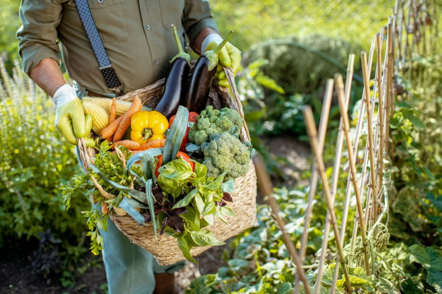 10 Best Summer Vegetables to Grow | LUSH & DEW