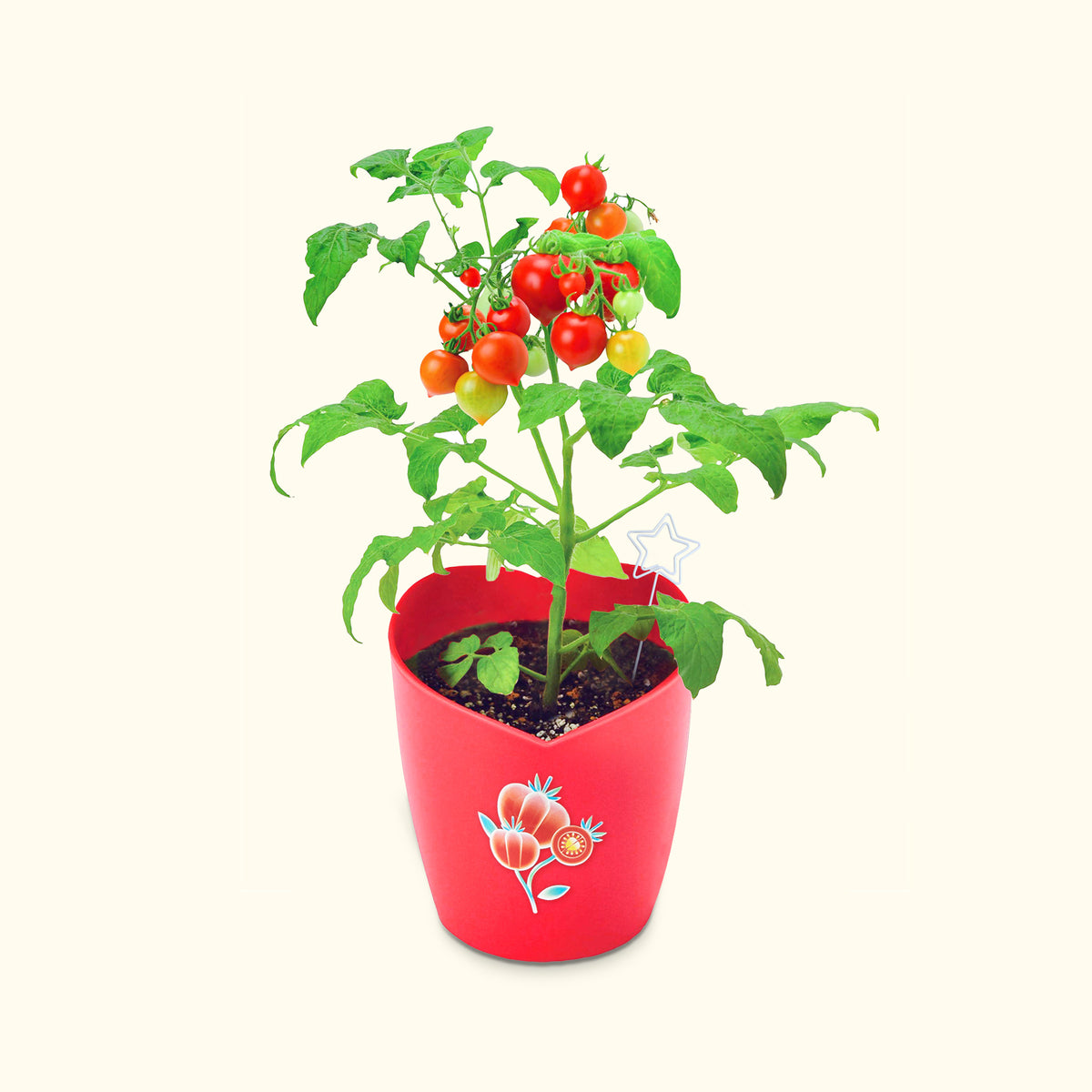 Kids Starter Grow Kit - Tomato | LUSH & DEW