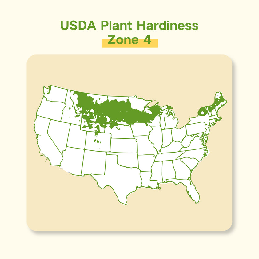 Year-Round USDA Zone 4 Seed Bank With Seed Storage Box | LUSH & DEW