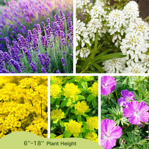 Perennial Flower Wheel - Pollinator Garden Guide | LUSH & DEW